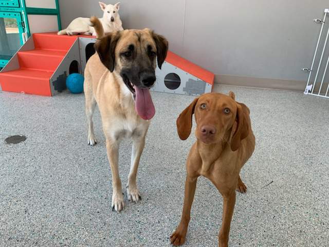 Aspen Animal Hospital in Aspen, CO | Comprehensive Veterinary Care